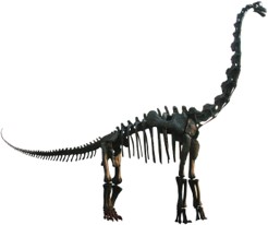 Brachiosaurus (Brac-e-a-saurus) “The Giraffe-like Dinosaur” - Rochdale ...